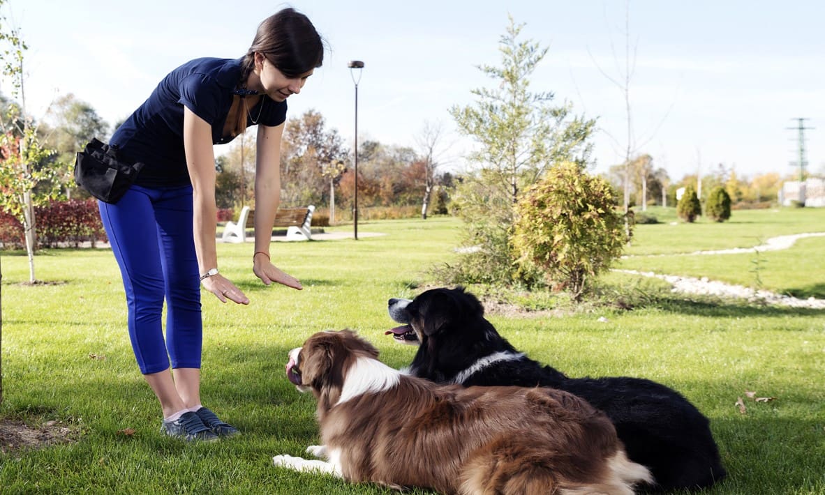 How to Become an Animal Trainer— Unity Environmental University