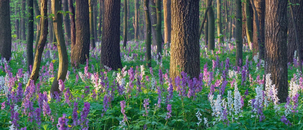 Phenology: Patterns and Perturbations — Unity Environmental University