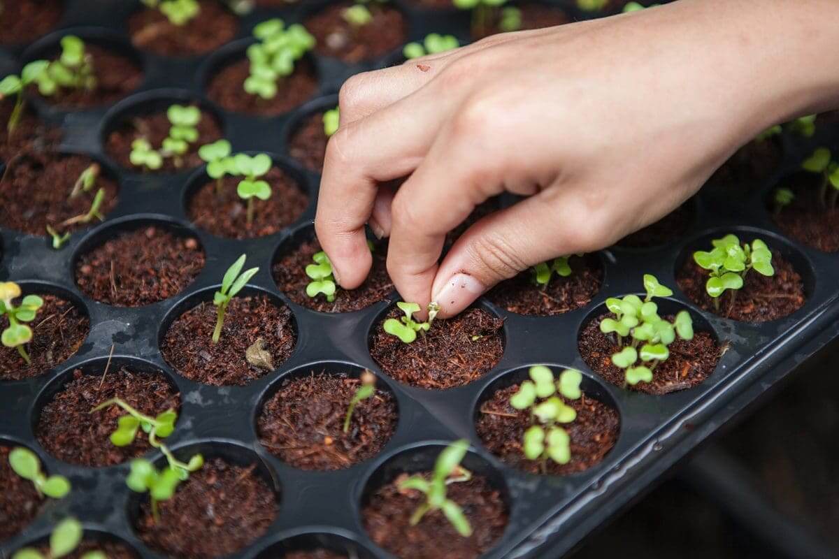 What Is Urban Farming? Understanding Urban Agriculture