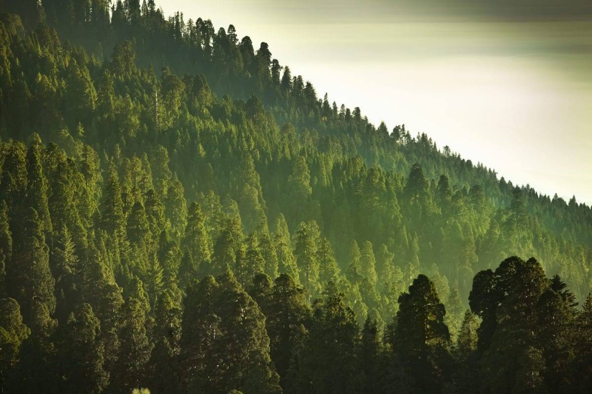How to Become a Forest Ranger — Unity Environmental University