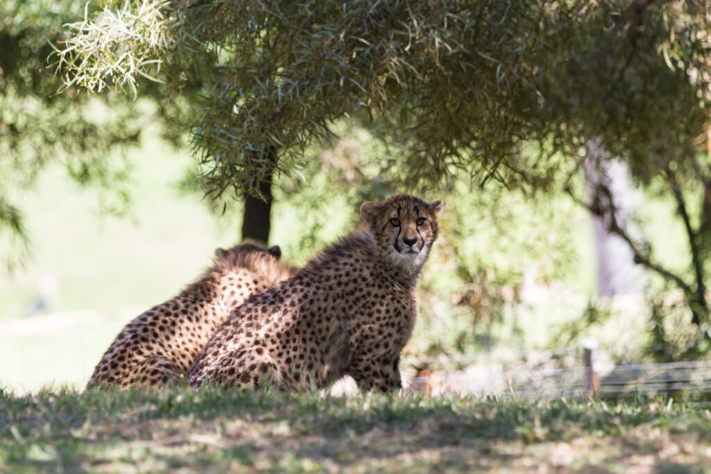 How to Become a Zookeeper: Salary, Career Path & Degree Guide — Unity ...